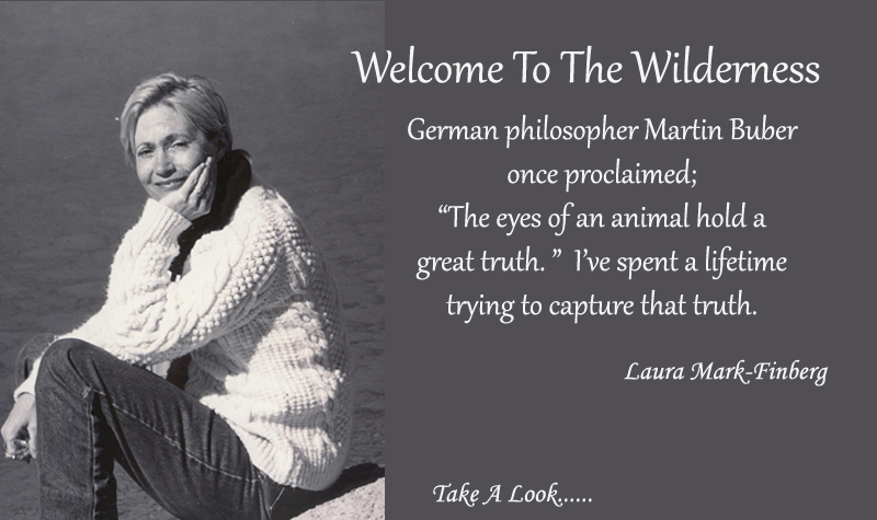 Home-Wildlife Artist Laura Mark-Finberg